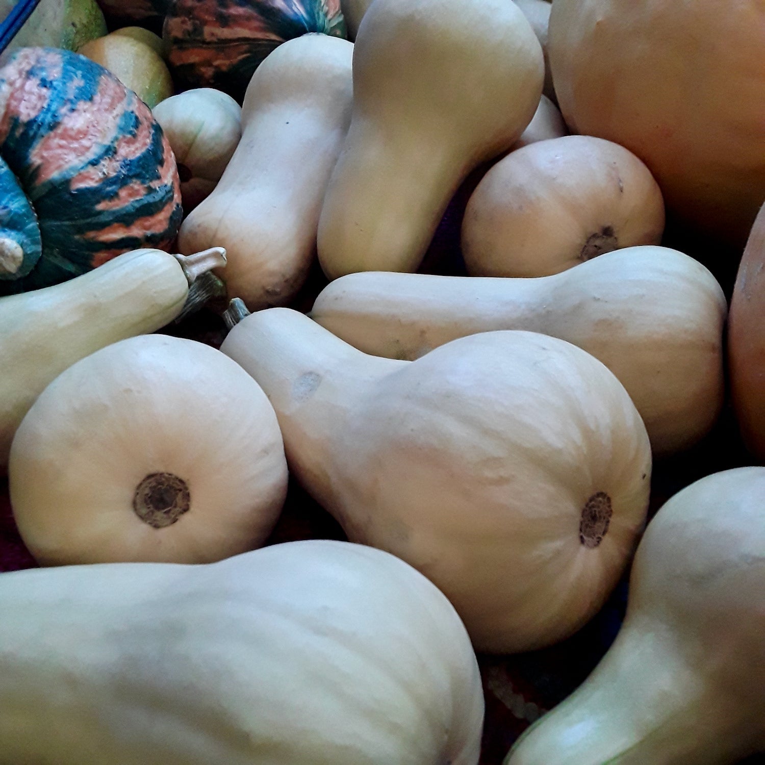 Butternut Squash Landrace – Mother Earth News