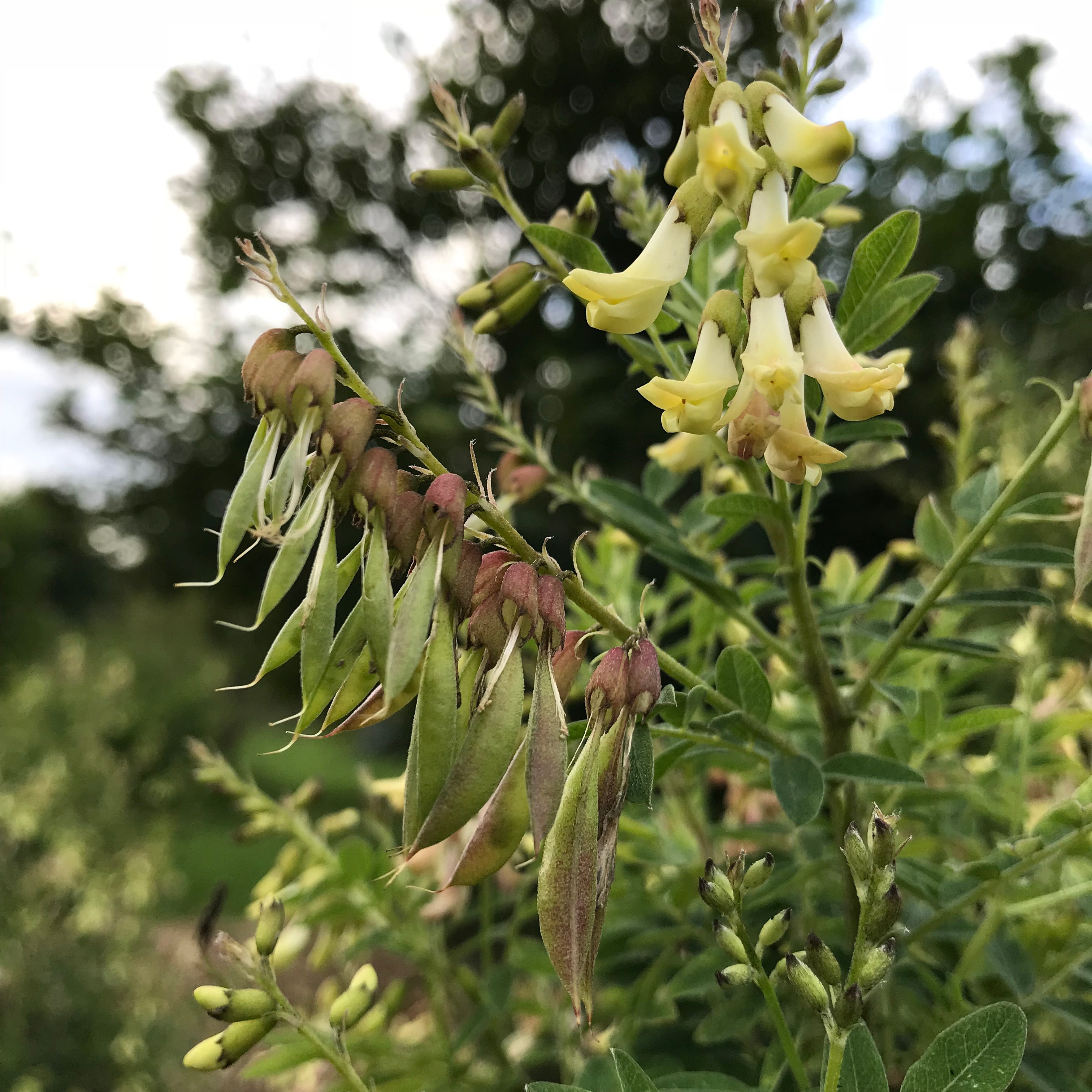 Astragalus (Astragulus membranaceus) – Mother Earth News