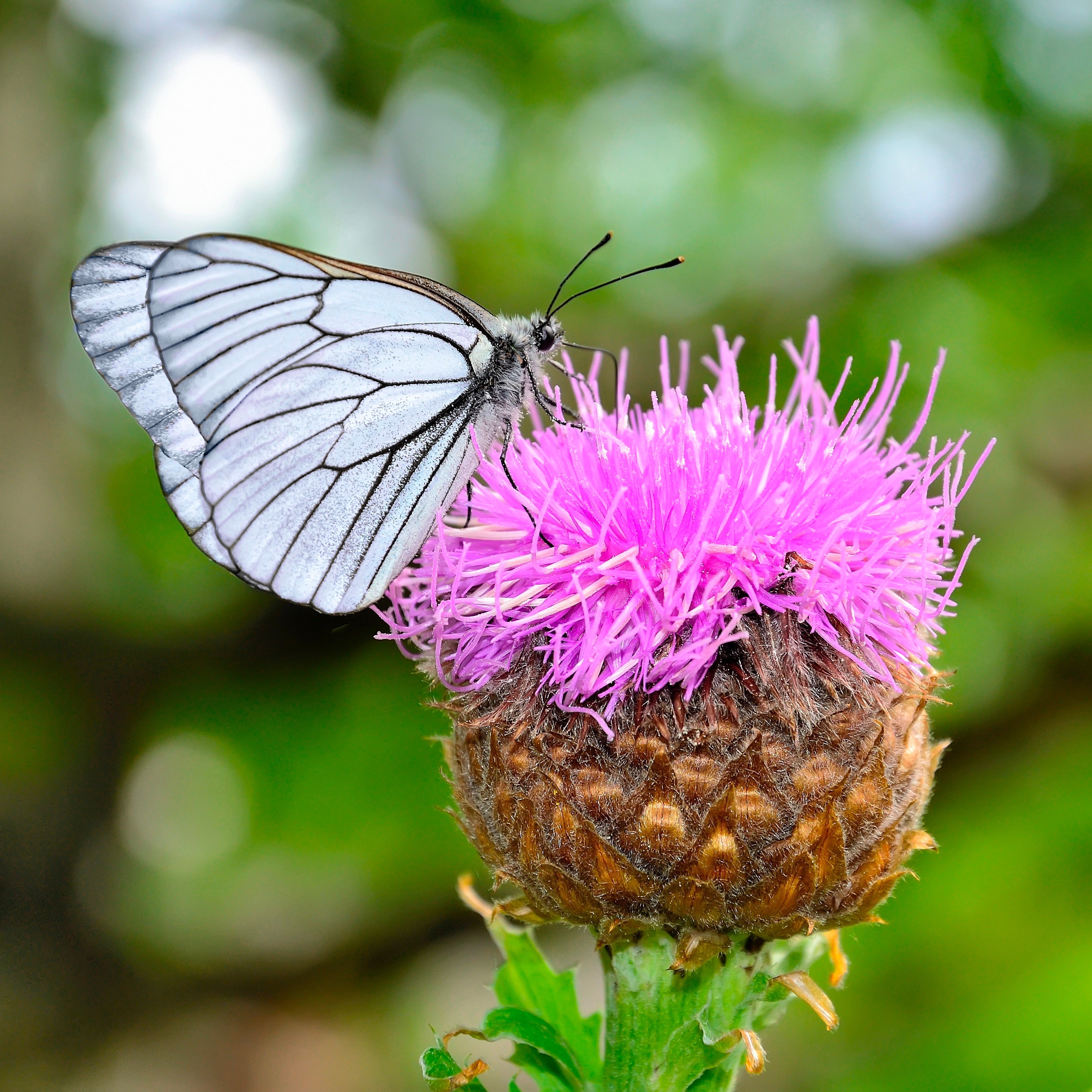 Maral Root (Rhaponticum carthamoides) – Mother Earth News