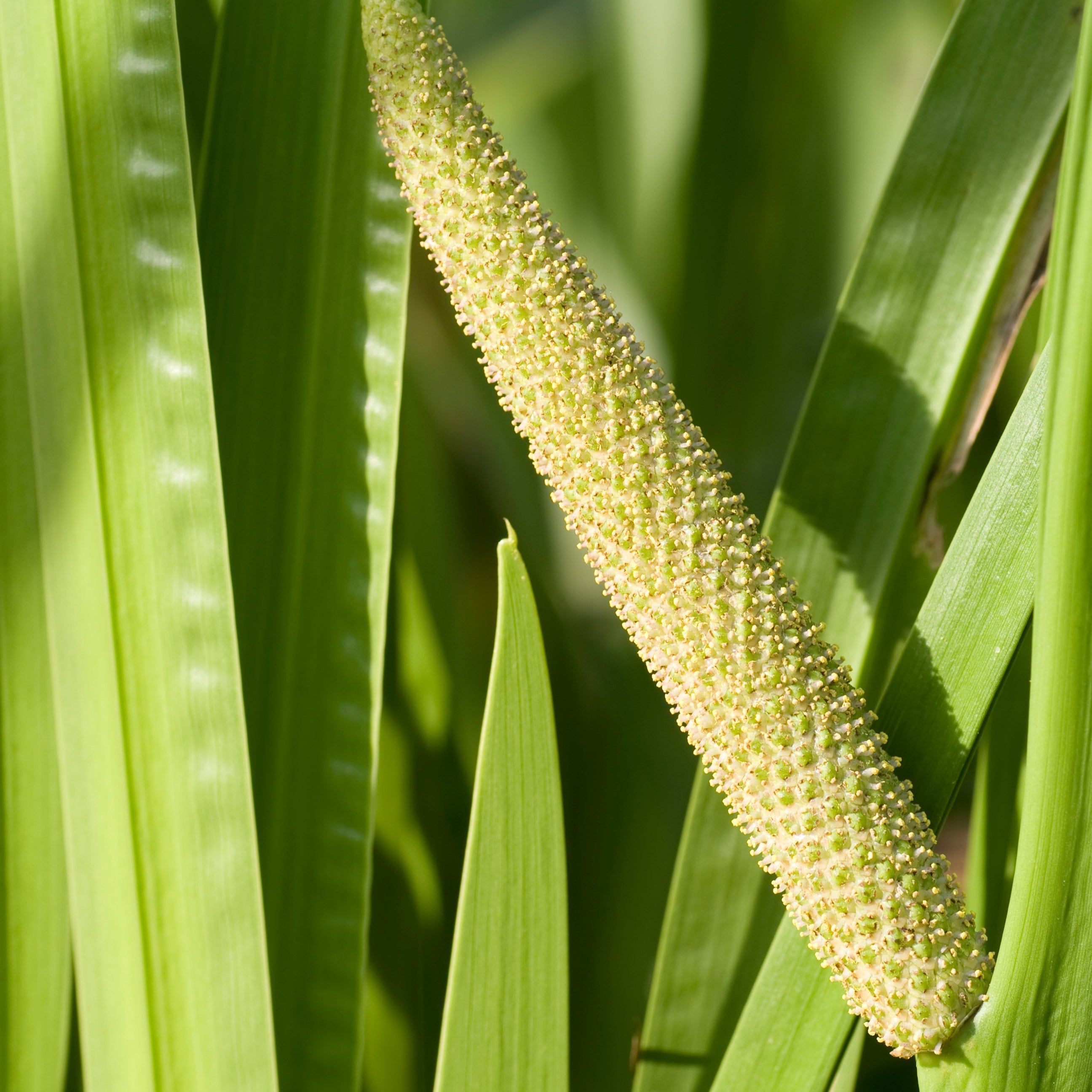 Calamus aka Sweet Flag (Acorus americanus) – Mother Earth News