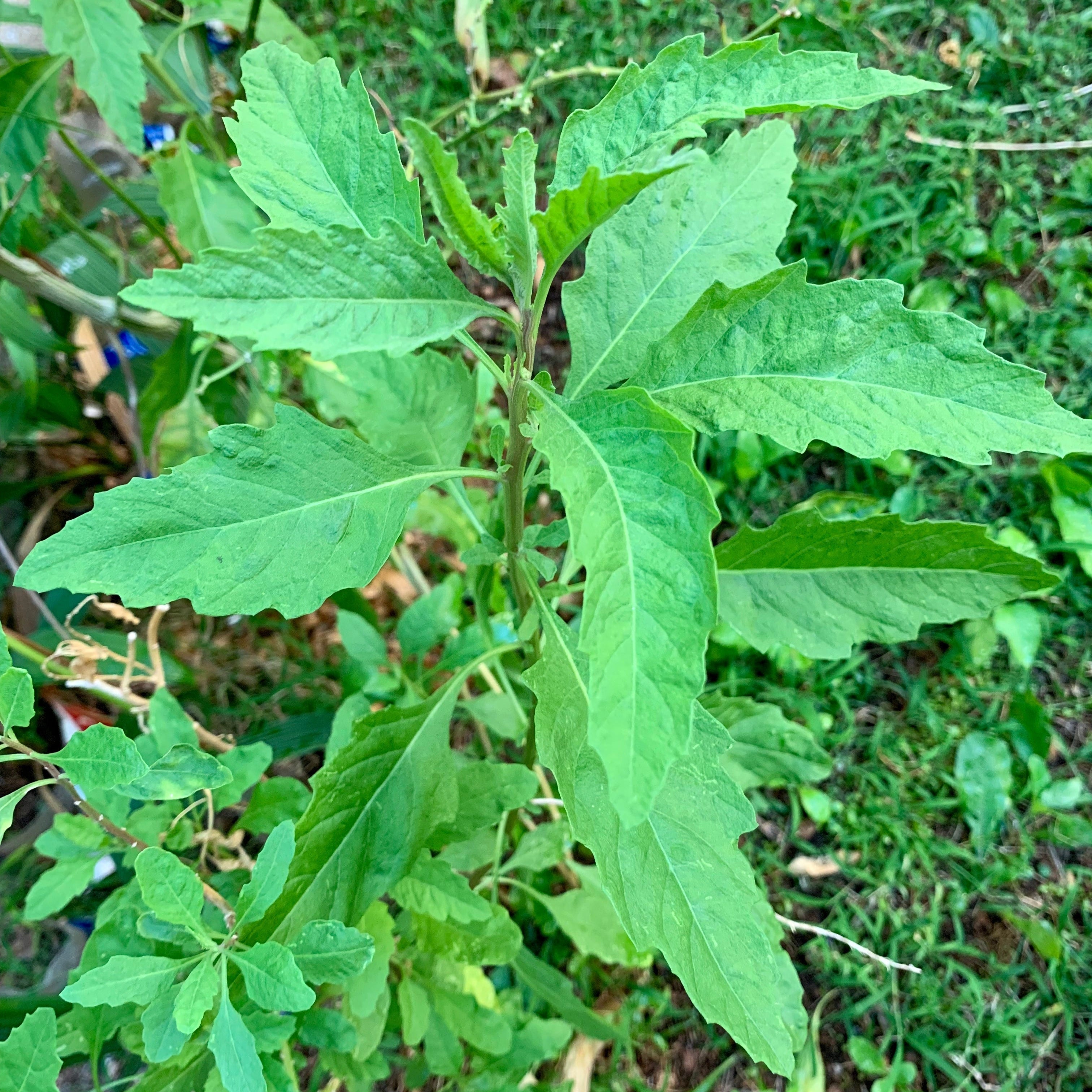 Epazote aka. Mexican Tea (Dysphania ambrosioides) – Mother Earth News