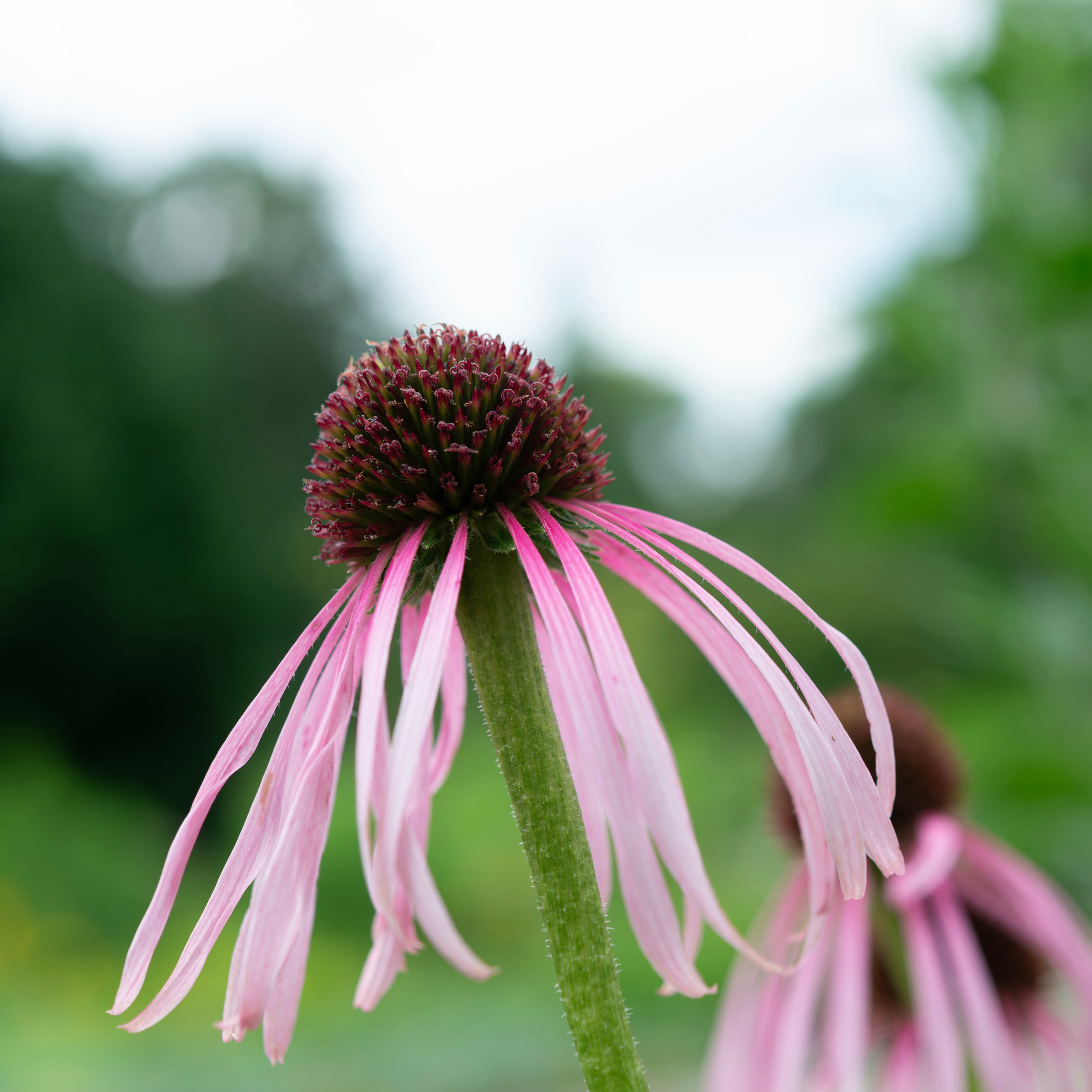 Echinacea aka Pale Purple Coneflower (Echinacea pallida) – Mother Earth ...