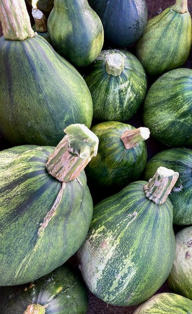 Papalote Ranch Cushaw Squash – Mother Earth News