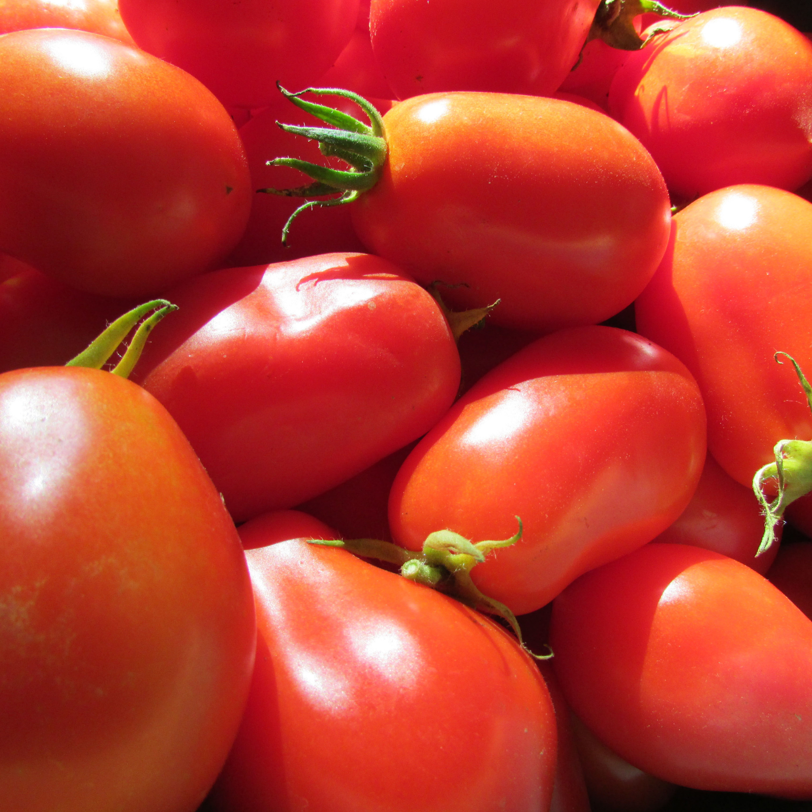 Amish Paste Tomato – Mother Earth News
