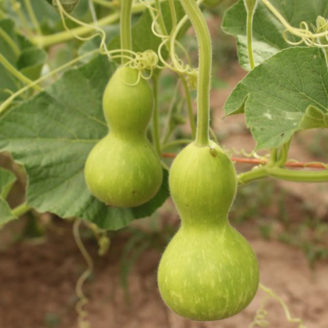 Hopi Origin Rattle Gourd – Mother Earth News