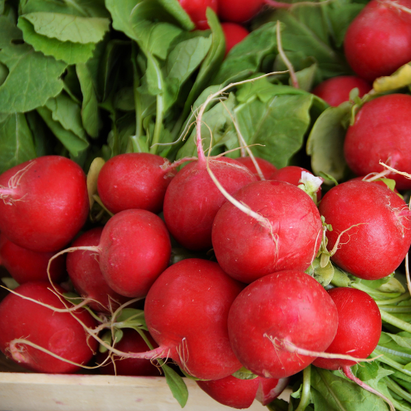 Cherry Belle Radish – Mother Earth News