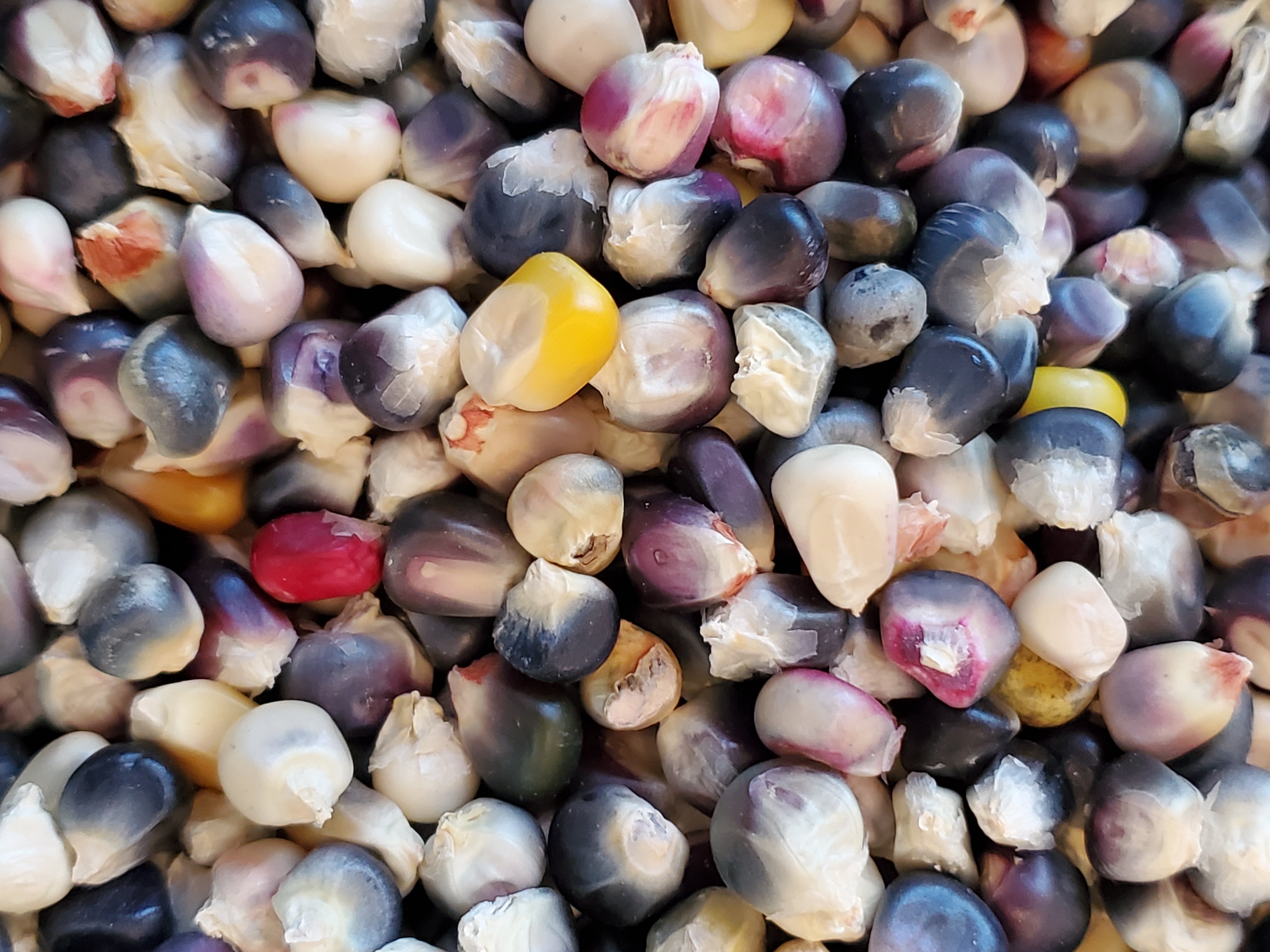 Blue Rainbow Corn Landrace – Mother Earth News