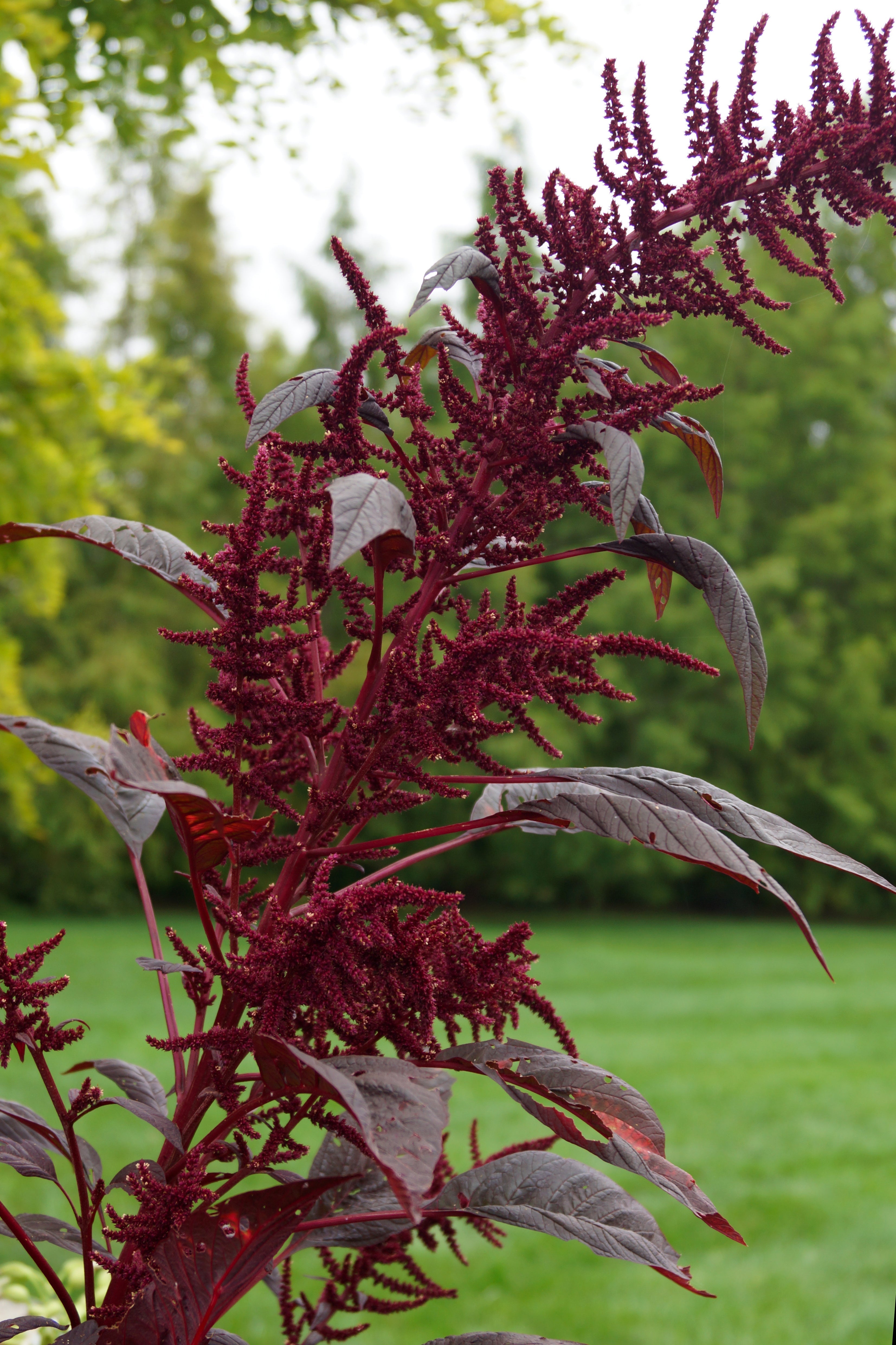 Amaranth, Hopi Red Dye (Amaranthus cruentus) – Mother Earth News