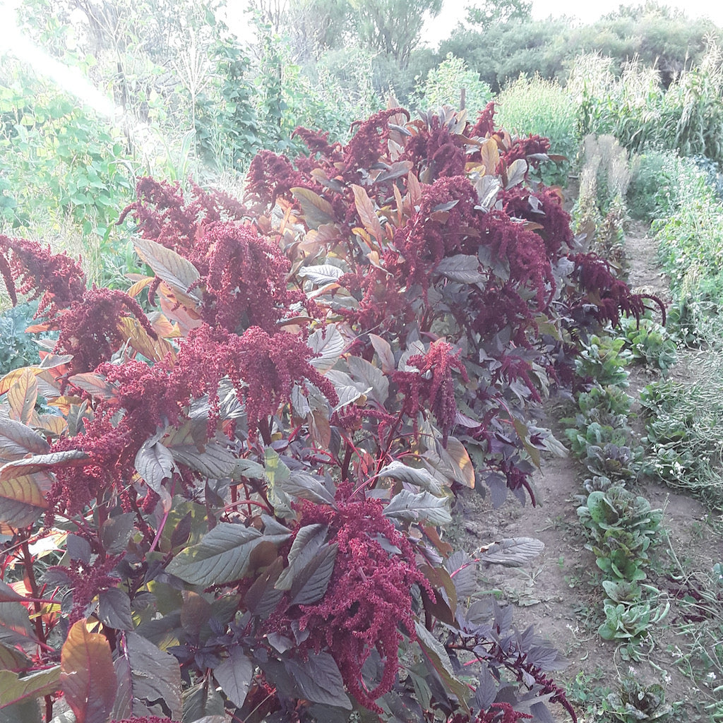Hopi Red Dye Amaranth – Mother Earth News