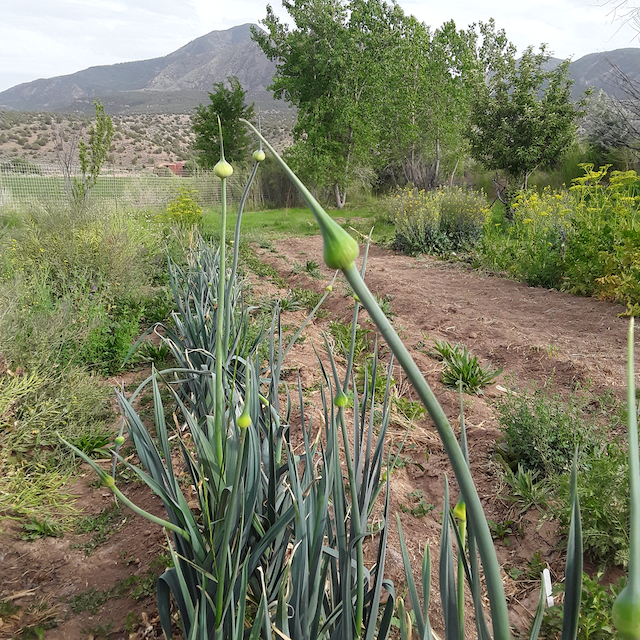 Blaugrüner x Lilly's Leeks – Mother Earth News