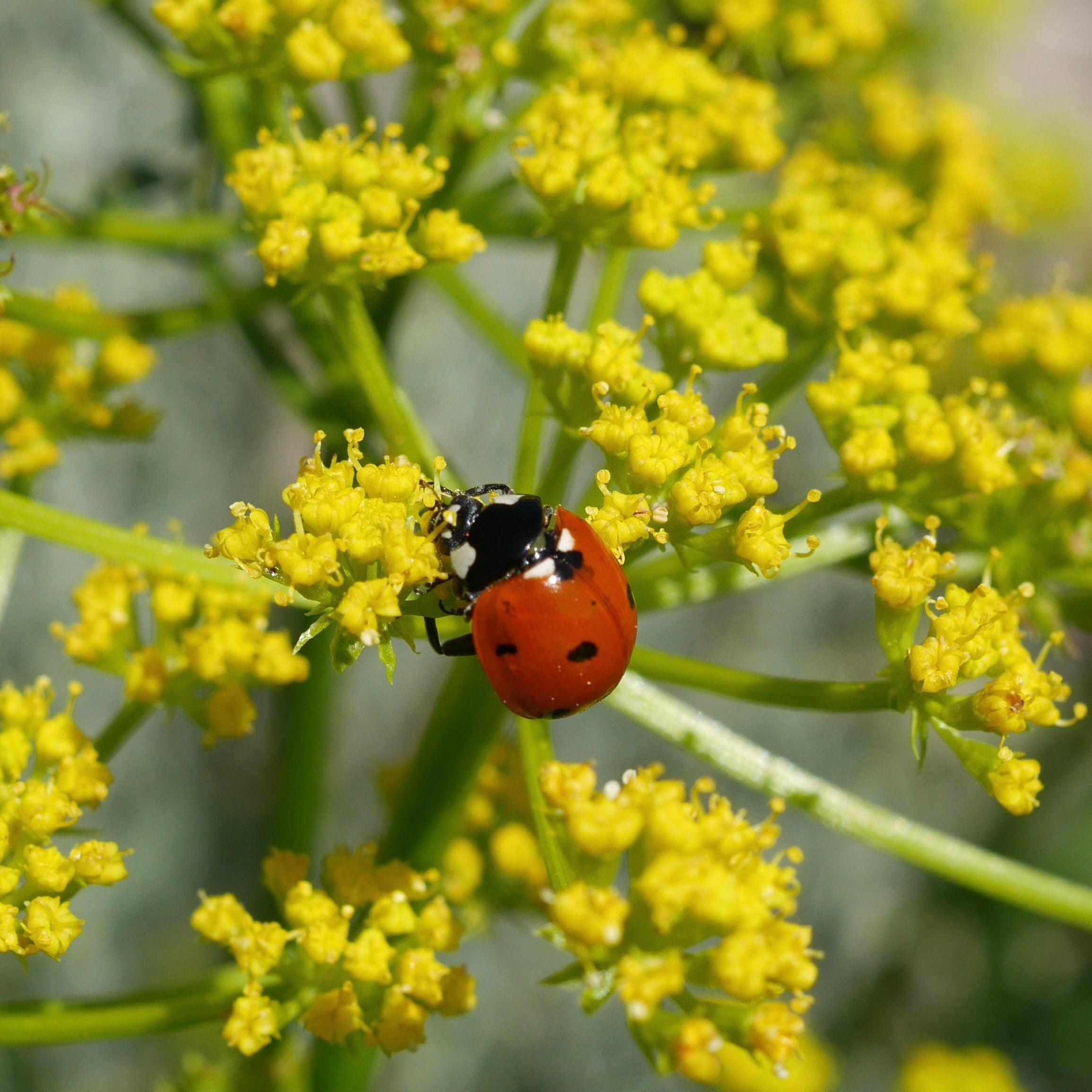 Lomatium (Lomatium dissectum) – Mother Earth News