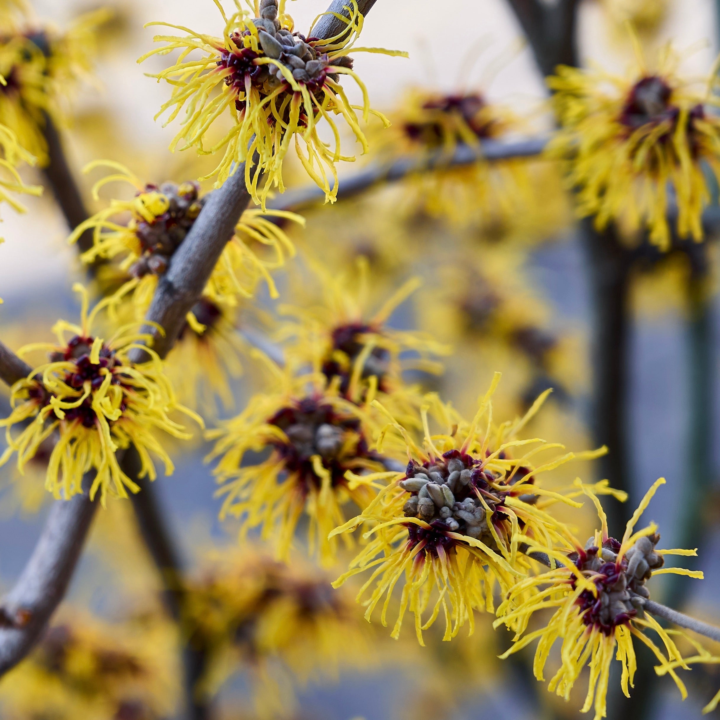 Witch Hazel (Hamamelis virginiana) – Mother Earth News
