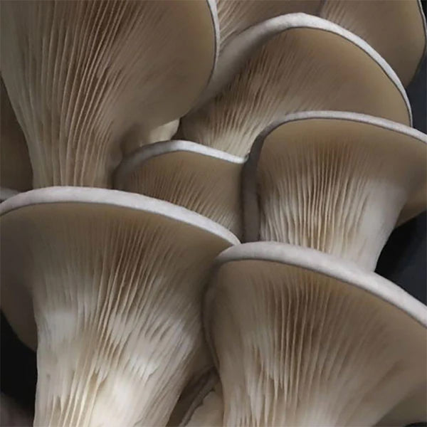 Oyster Plug Spawn – Mother Earth News