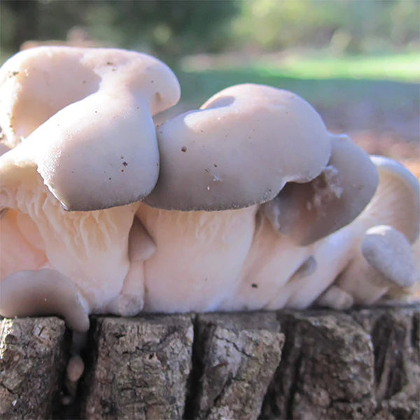 Oyster Plug Spawn – Mother Earth News